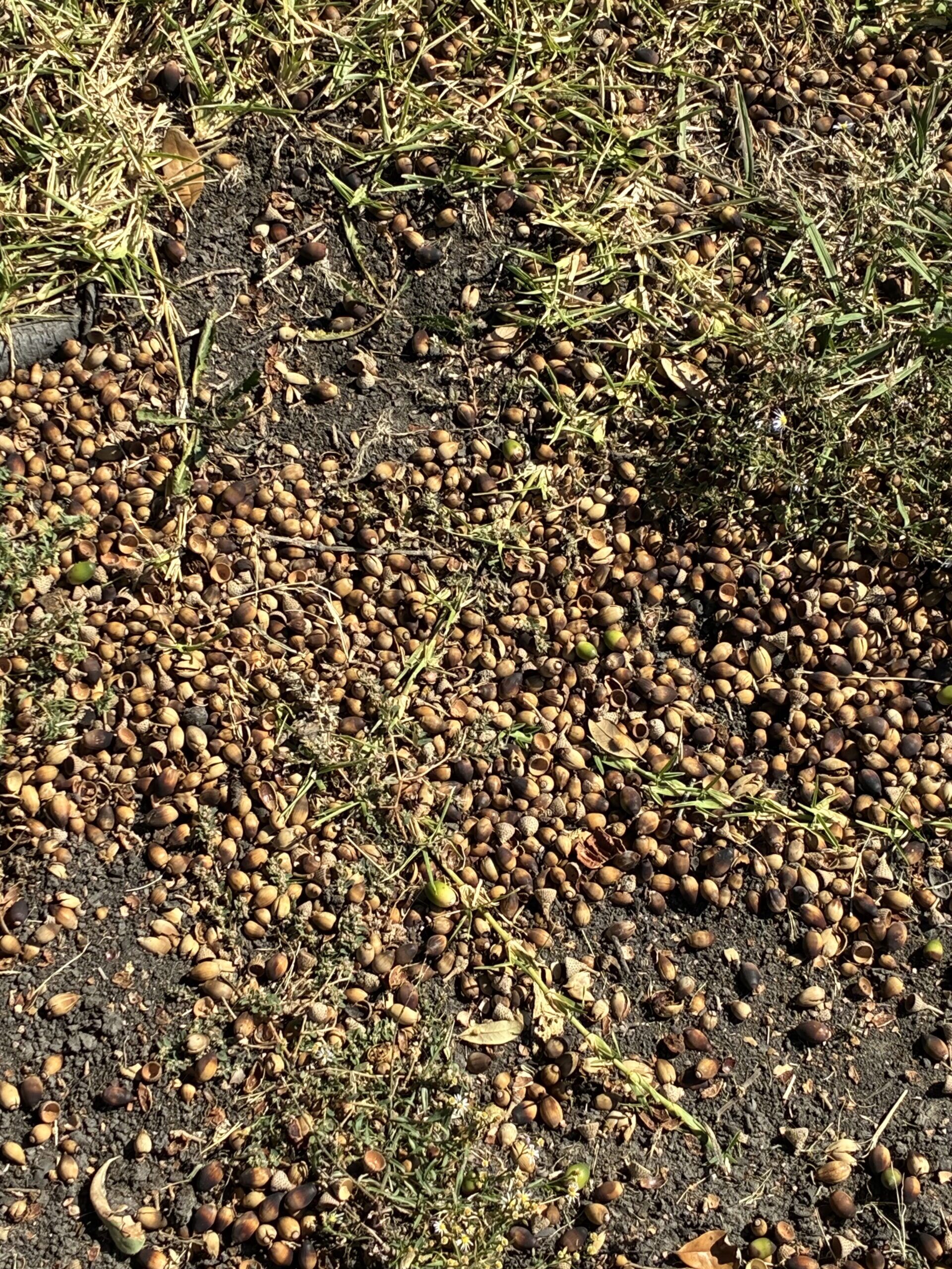 7 Fascinating Facts about Why Palm Trees Are Not Trees - Tree Care ...