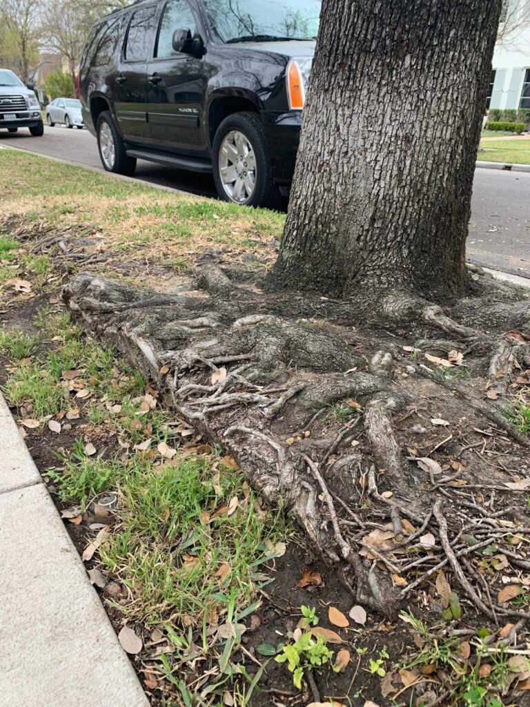 will acid kill tree roots