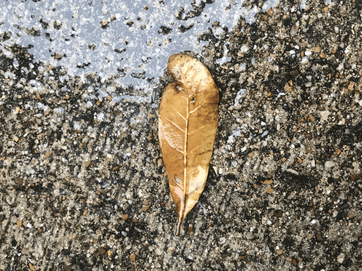 oak tree dropping leaves spring