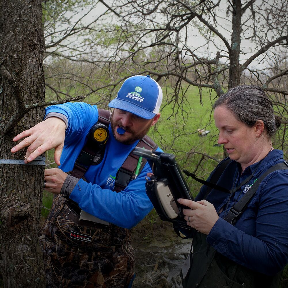 western tree surgeons