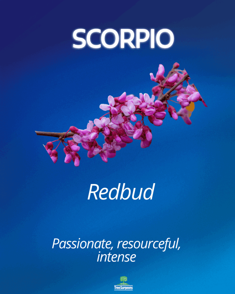 what tree represents august