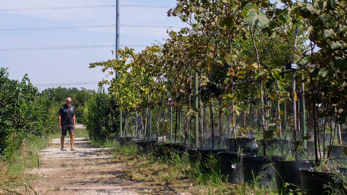 How to Plant a Tree | Planting Methods for Different Types of Trees